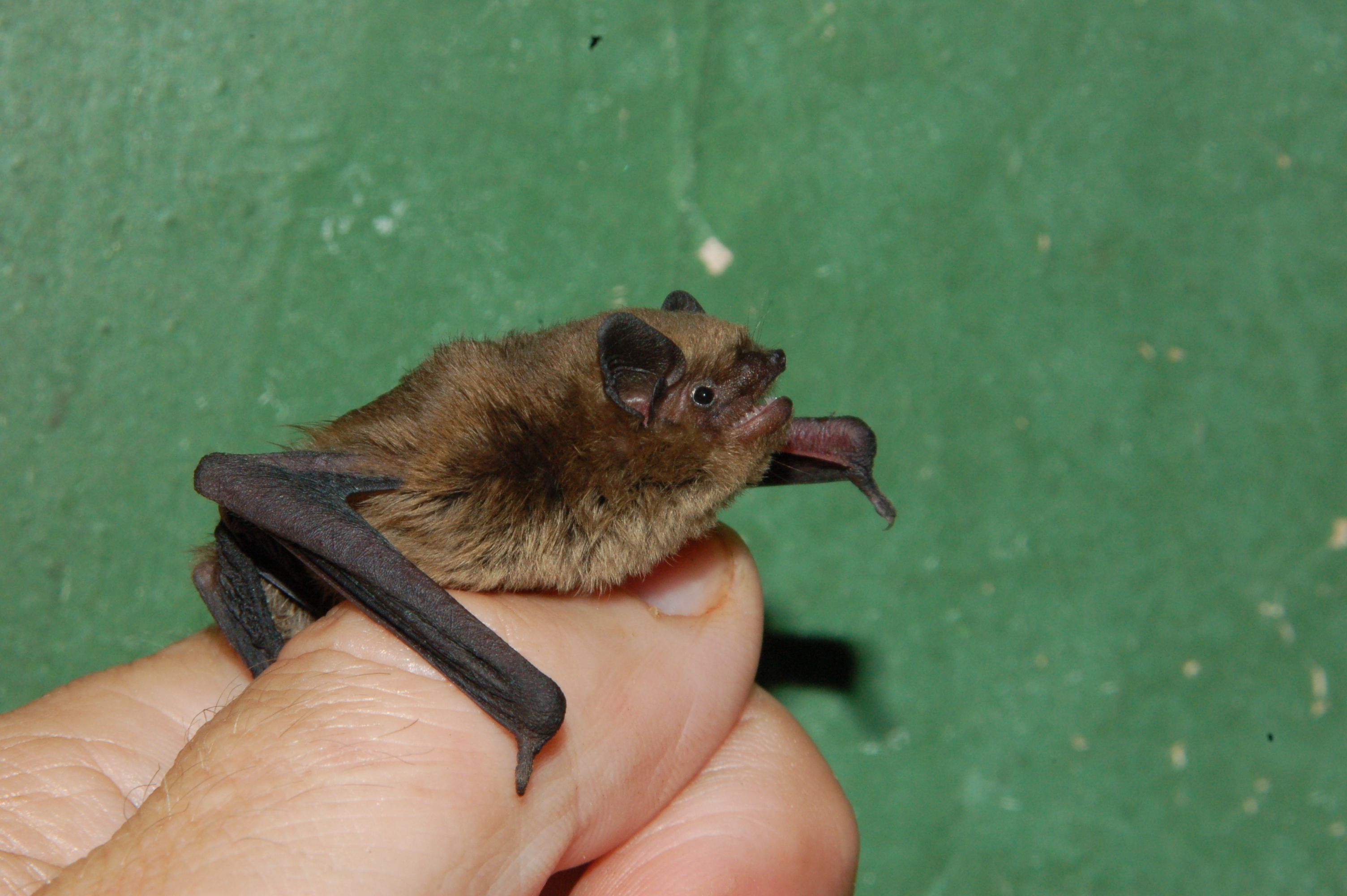 Pargi-nahkhiir, kääbus-nahkhiir ja pügmee-nahkhiir | looduskalender.ee