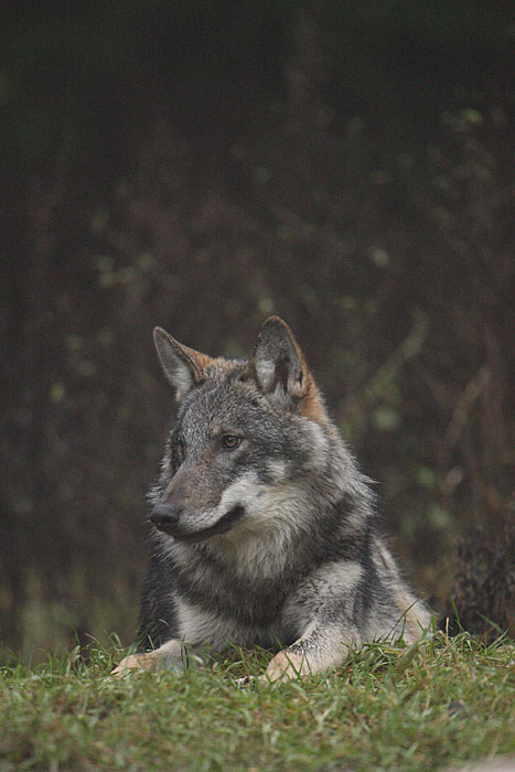 Saksamaa hundipopulatsiooni taastumisel on võtmerolli mänginud ...