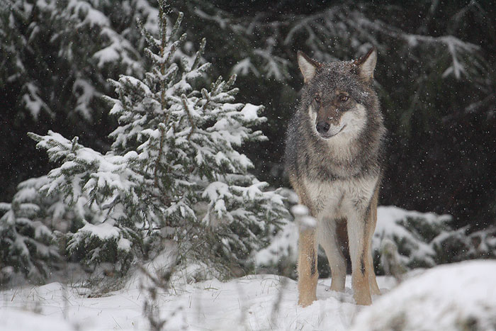 Hundid kui ellujääjad 2 | Looduskalender.ee