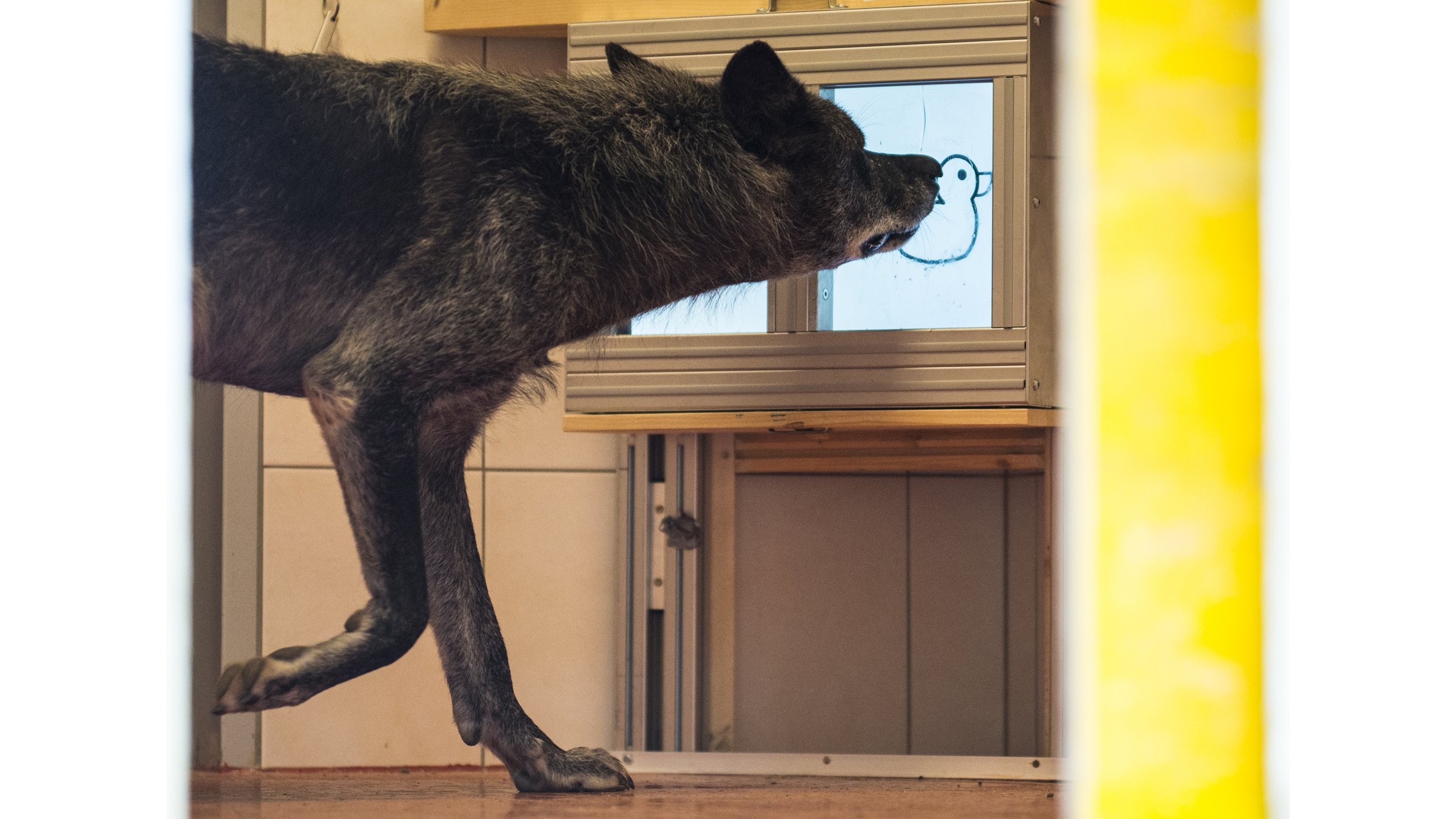 Hundid teevad koostööd koertest paremini | Looduskalender.ee