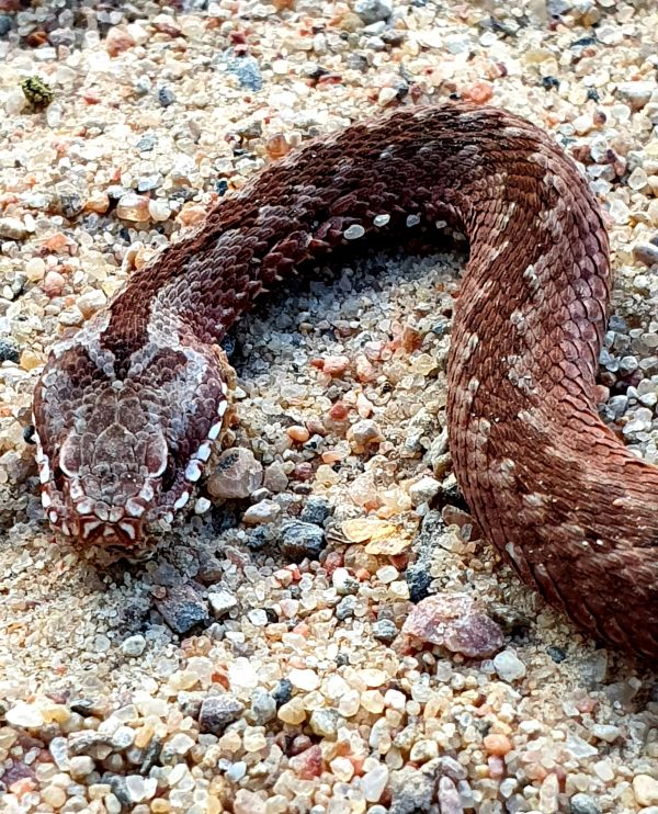 Rästikute vastsest põlvkonnast | Looduskalender.ee