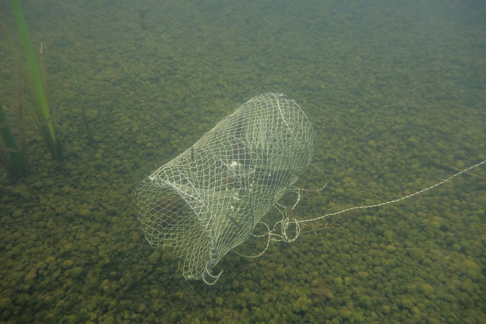 Alanud vähipüügi hooaja teave | Looduskalender.ee