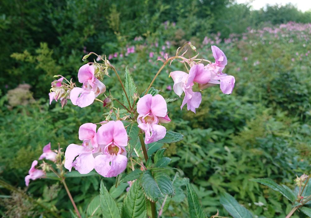 Verev lemmmalts hõivab kodumaiste taimede kasvukohti | Looduskalender.ee