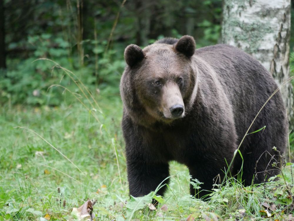 VIDEO: pruunkarude sügisesest elukorraldusest | Looduskalender.ee