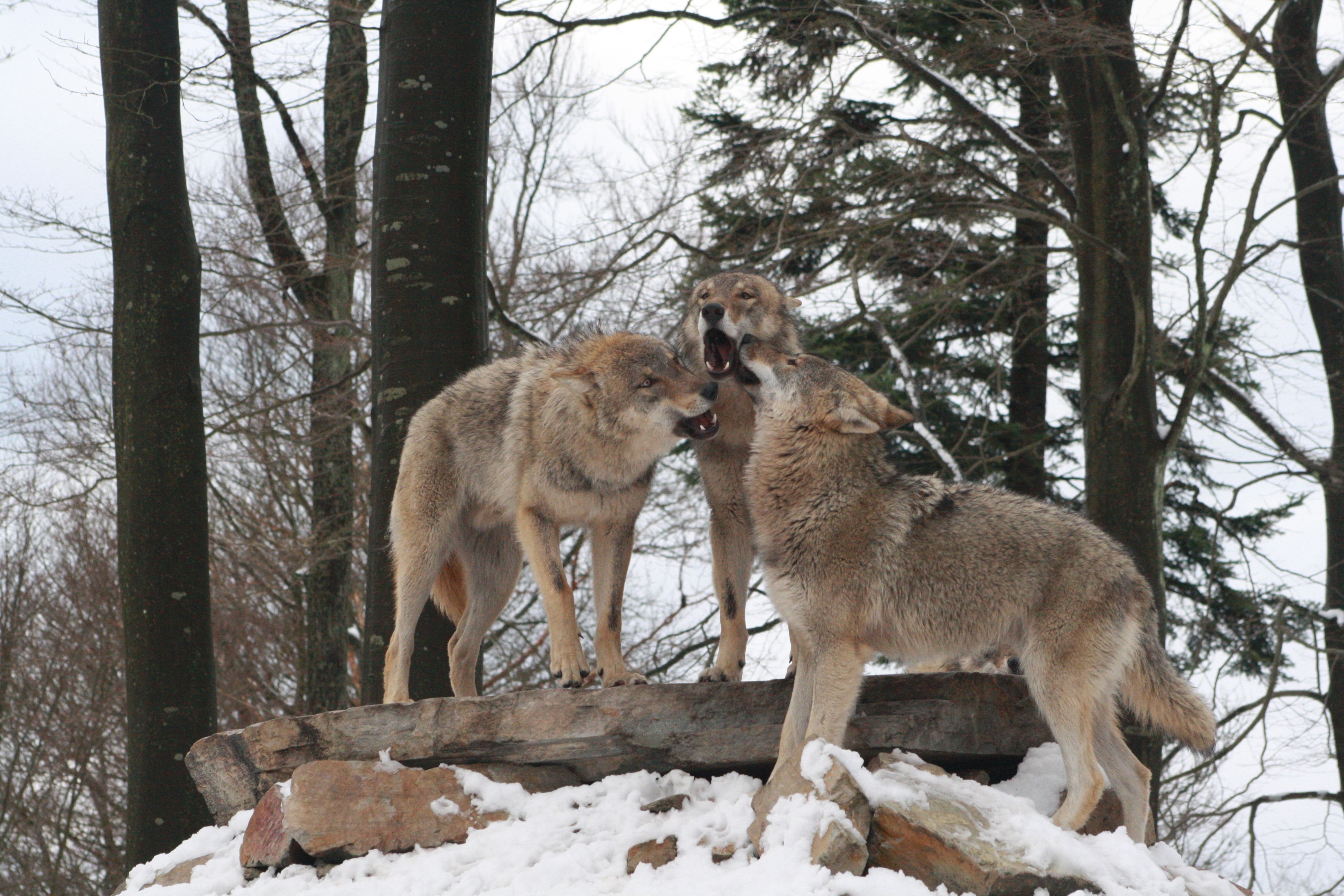 Hundi küttimisload kohtus. Kommentaar | Looduskalender.ee