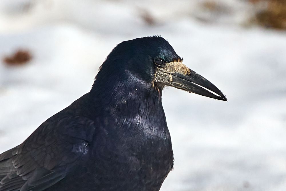 Linnud kuulutavad kevadet! | Looduskalender.ee