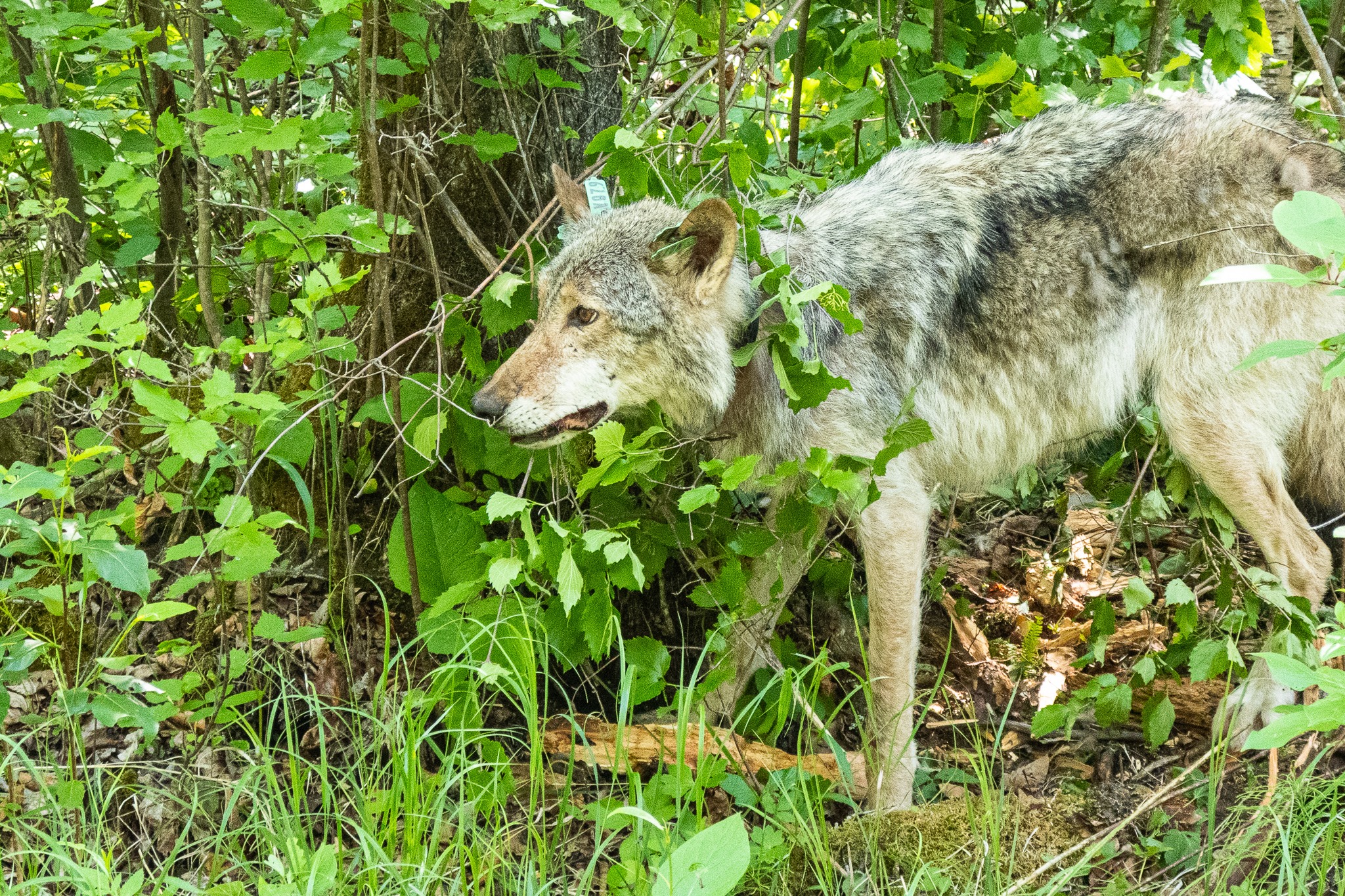 Rahvusloom | Looduskalender.ee