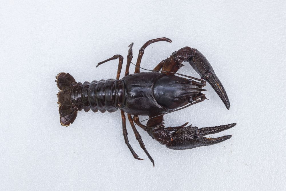 Vähipüügi hooaeg - vähke ei tohi ümber asustada teistesse veekogusse ...