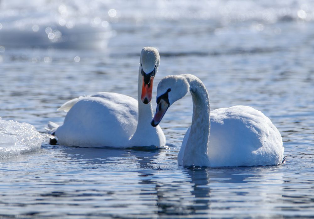 Veelindu toites teeb inimene talle kahju | Looduskalender.ee