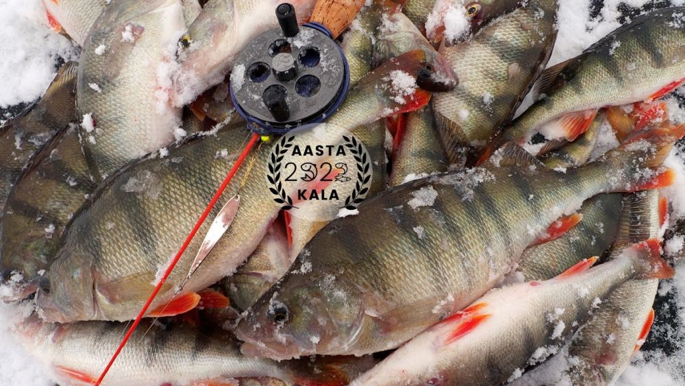 Aasta kalaks valiti ahven | Looduskalender.ee