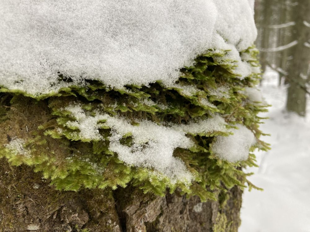 Aasta sammal talvises metsas | Looduskalender