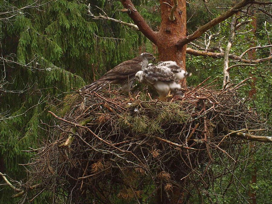 Kanakulle tuleb Eestis tõhusamalt kaitsta | Looduskalender.ee