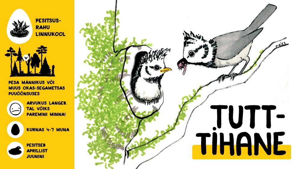 Pesitsusrahu linnukool - tutt-tihane | Looduskalender.ee