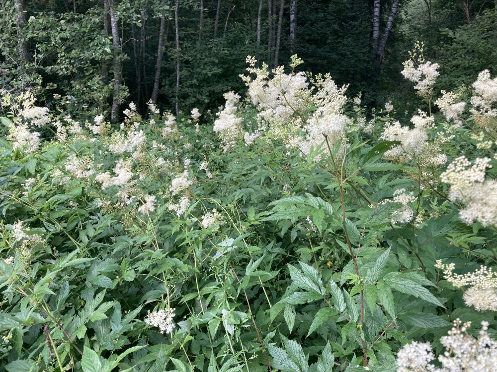 Kohati on angervaksad pooles õies | Looduskalender.ee