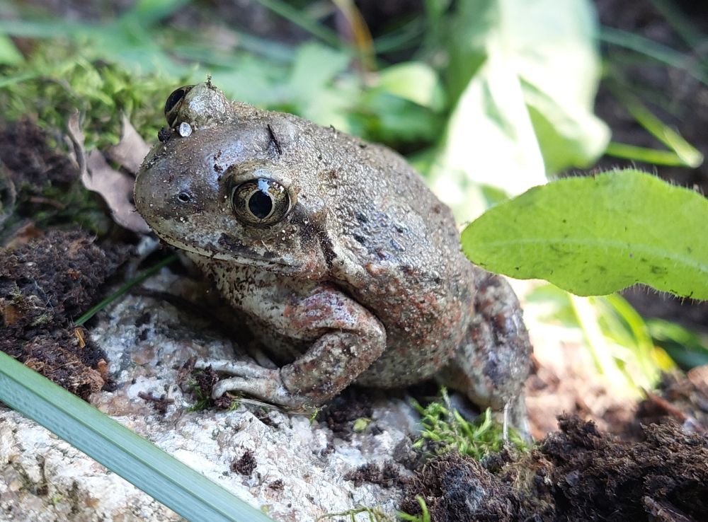 Kasvab vabatahtlike osatähtsus loodusest andmete kogumisel ...