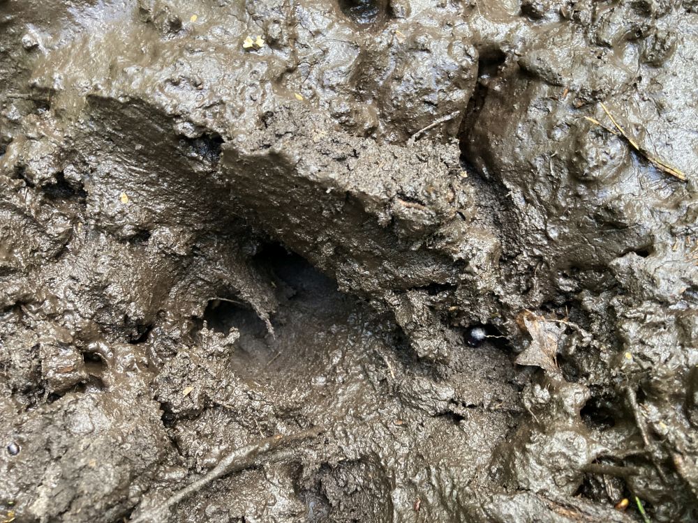 PILDIRIDA: metssigade spaa | Looduskalender.ee