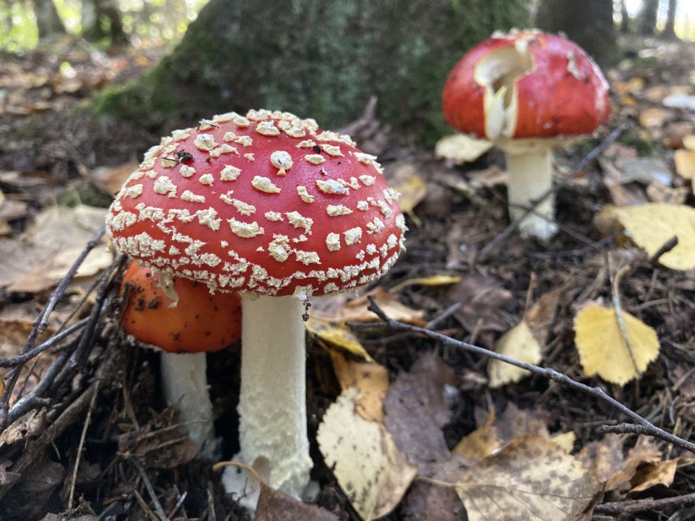 Põud jättis metsad seenevaeseks | Looduskalender.ee