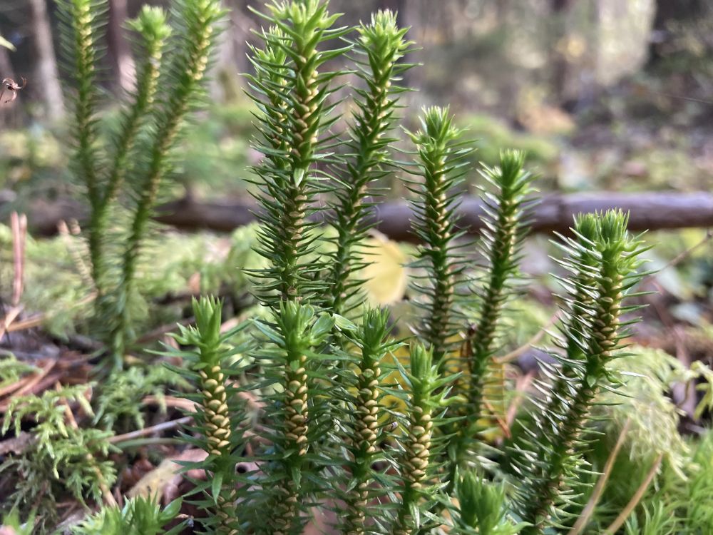 Kollad on eostaimed | Looduskalender.ee