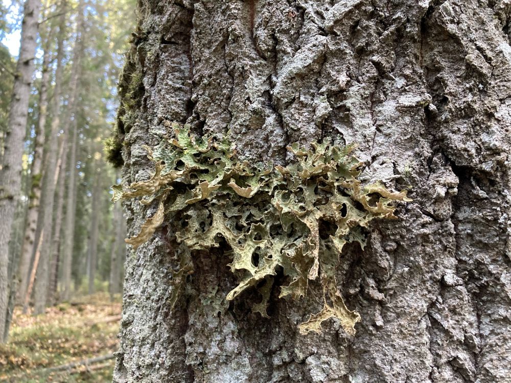 Kui leiad puudelt kopsusambliku oled sattunud vääriselupaika ...