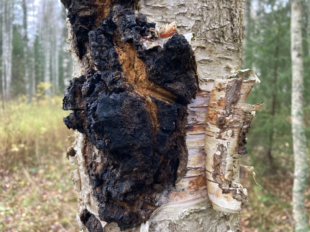 Lehed puudelt läinud, kasekäsnad nähtavamad | Looduskalender.ee