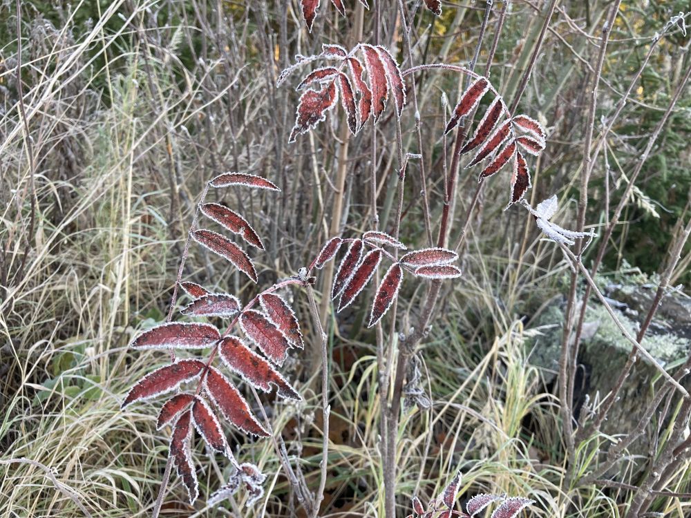 Aasta puu sügis | Looduskalender.ee
