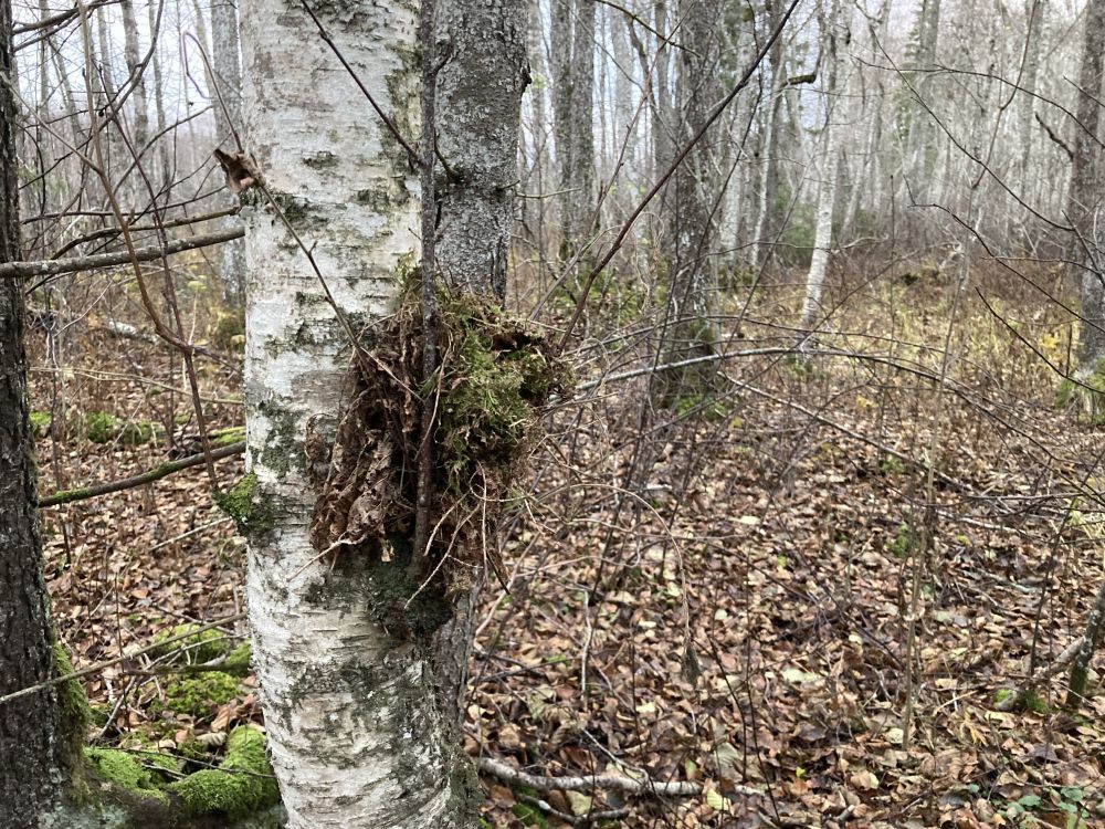 VIDEO: rohukonn linnupesas | Looduskalender.ee