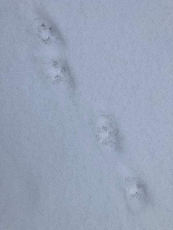 Jäljeraamat - ilvese jäljerida | Looduskalender.ee