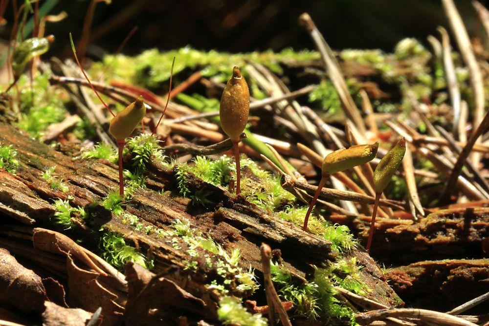 2023. aasta sammal on juba valitud | Looduskalender.ee
