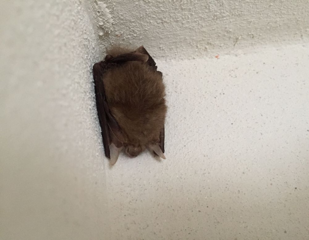 Euroopa nahkhiirte edasises kaitsest | Looduskalender.ee