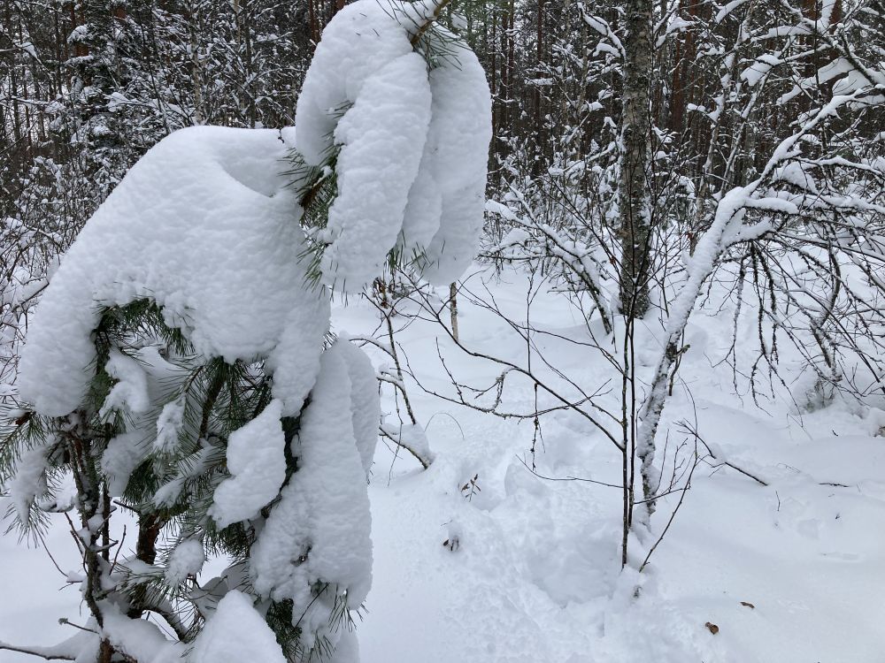 Puud vaalivad sadanud lume all | Looduskalender.ee