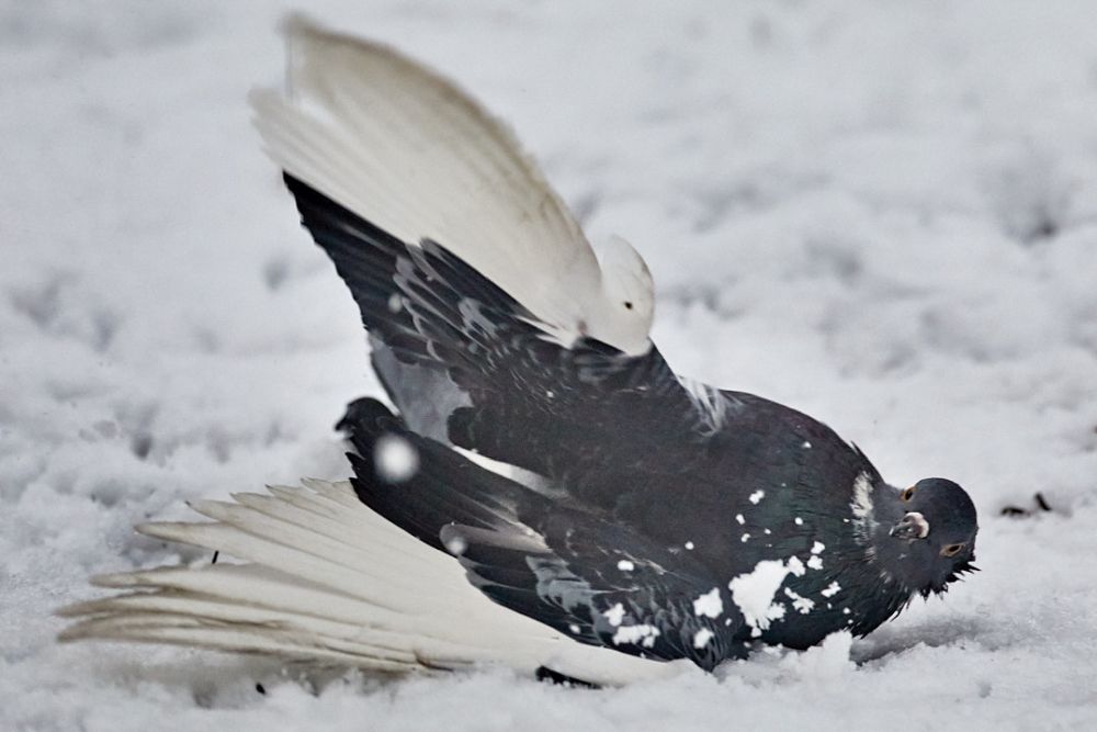 Tuvi lumevannis | Looduskalender.ee