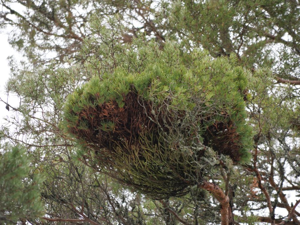 VIDEO: tuulepesa ehk tuuleluud | Looduskalender.ee