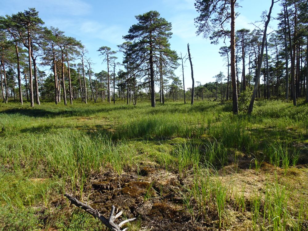 Puhkemetsade olukorrast ja tulevikust aastal 2023 | Looduskalender.ee