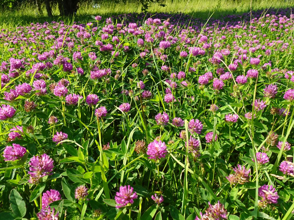 26. NÄDAL 26.6.2023.- 2.7.2023. Jõgeval ja selle ümbruses ...