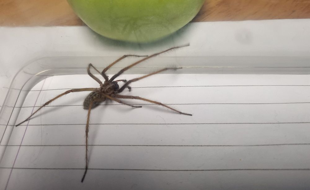 Kesk-Euroopa majaämblikust | Looduskalender.ee