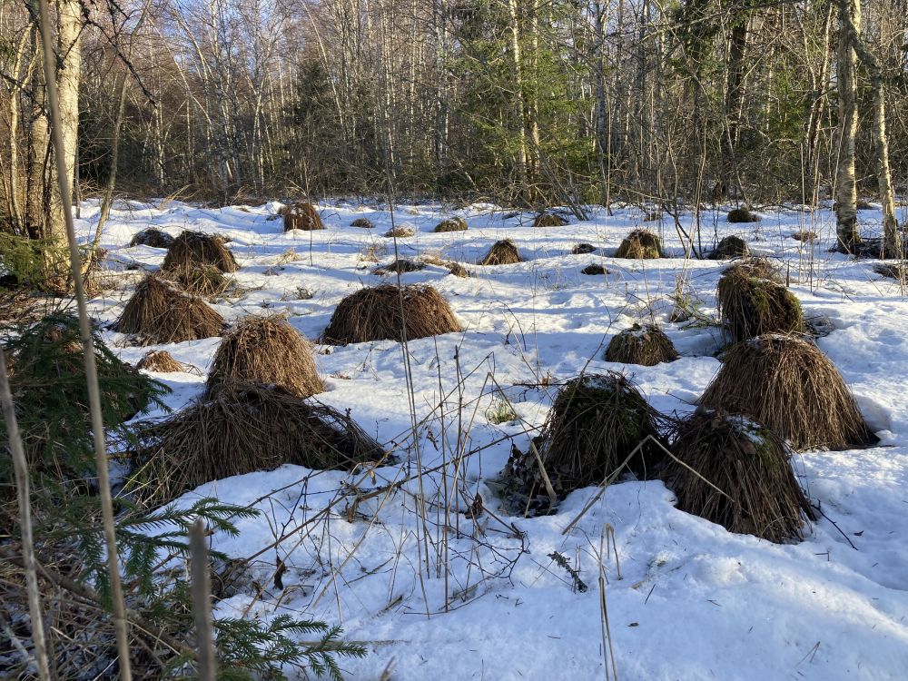 Pokud talvel | Looduskalender.ee