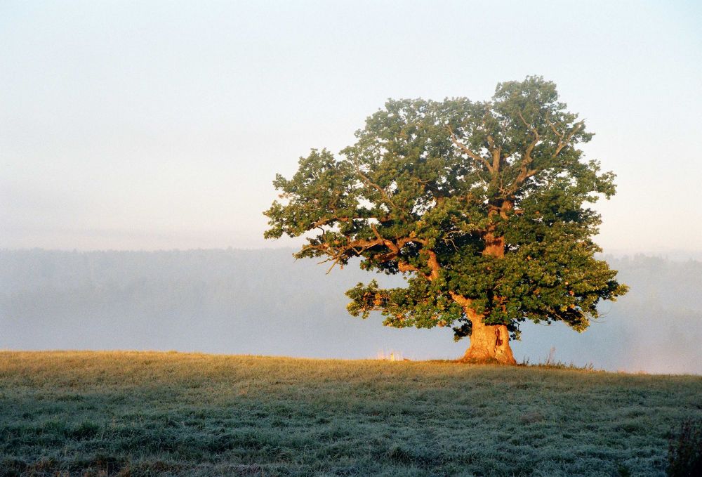 Jäänud on loetud päevad Euroopa aasta puu valimiseks | Looduskalender.ee