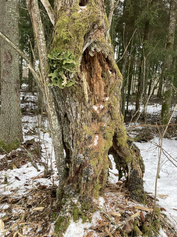 Samblikud pehkinud remmelgal... | Looduskalender.ee