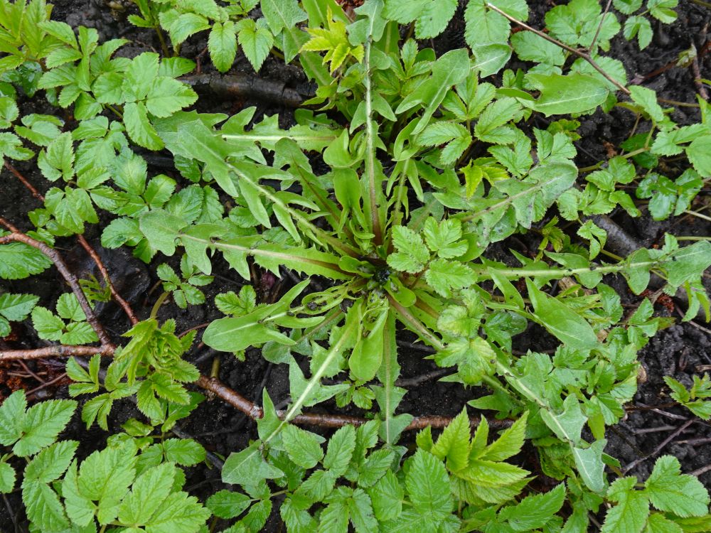 15. NÄDAL 8.4.2024 – 14.4.2024. Jõgeval ja selle ümbruses ...