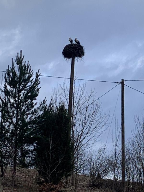 Kütioru toonekurepaar | Looduskalender.ee