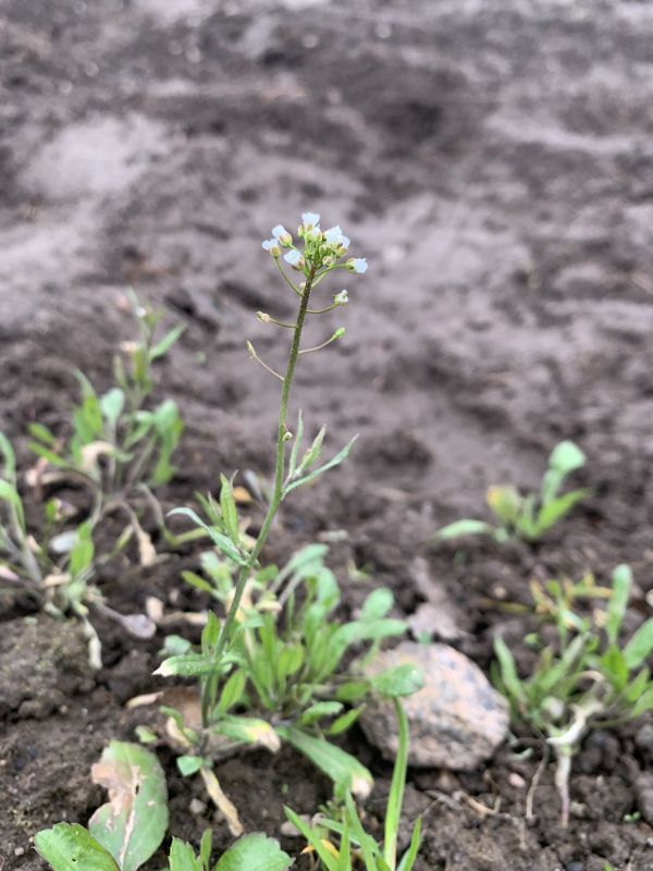 Hiirekõrv õitseb kolm korda aastas | Looduskalender.ee
