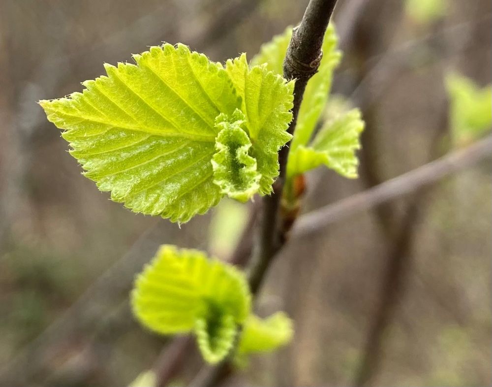 Kased hiirekõrvas | Looduskalender.ee