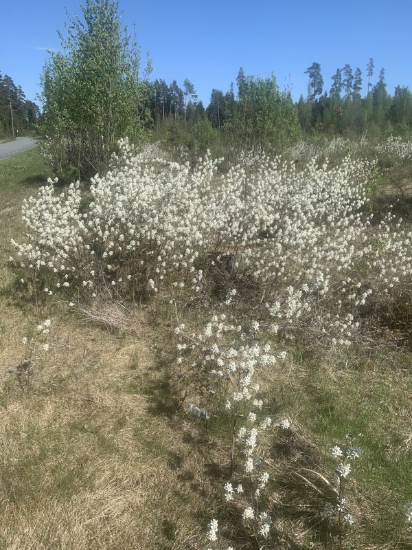 Uus kännumetsamari | Looduskalender.ee
