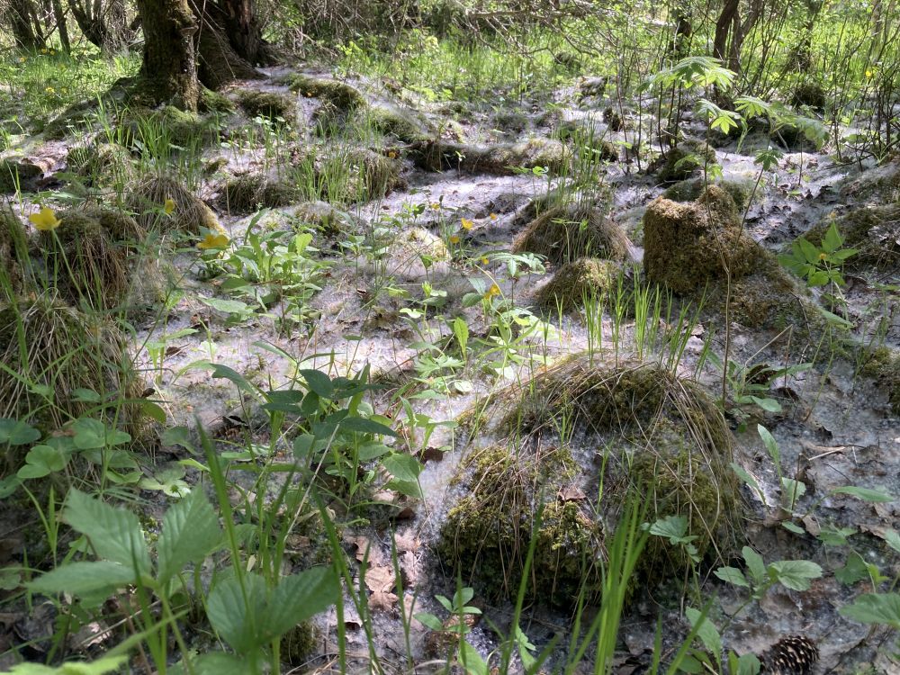 Haavad sajavad lund | Looduskalender.ee