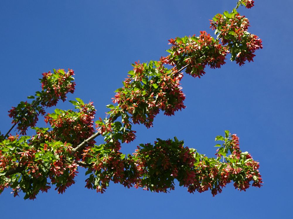 25. NÄDAL 17.6.2024 – 23.6.2024. Jõgeval ja selle ümbruses ...