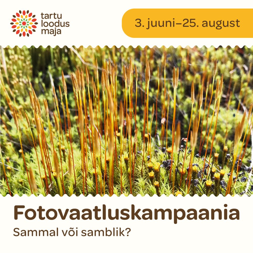 Fotovaatlus “Sammal või samblik” | Looduskalender.ee