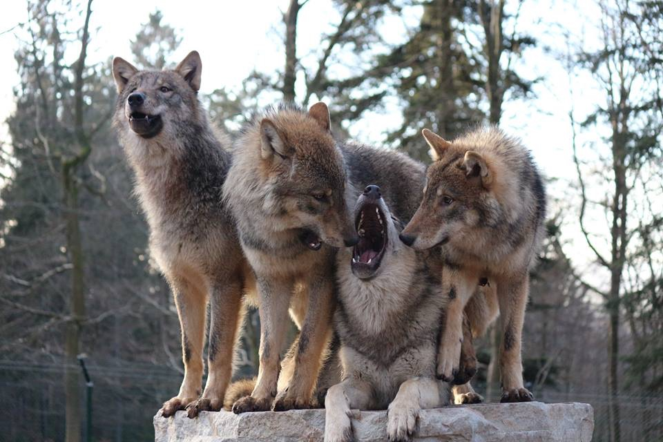 Kui tugevad on hundi lõuad? | Looduskalender.ee
