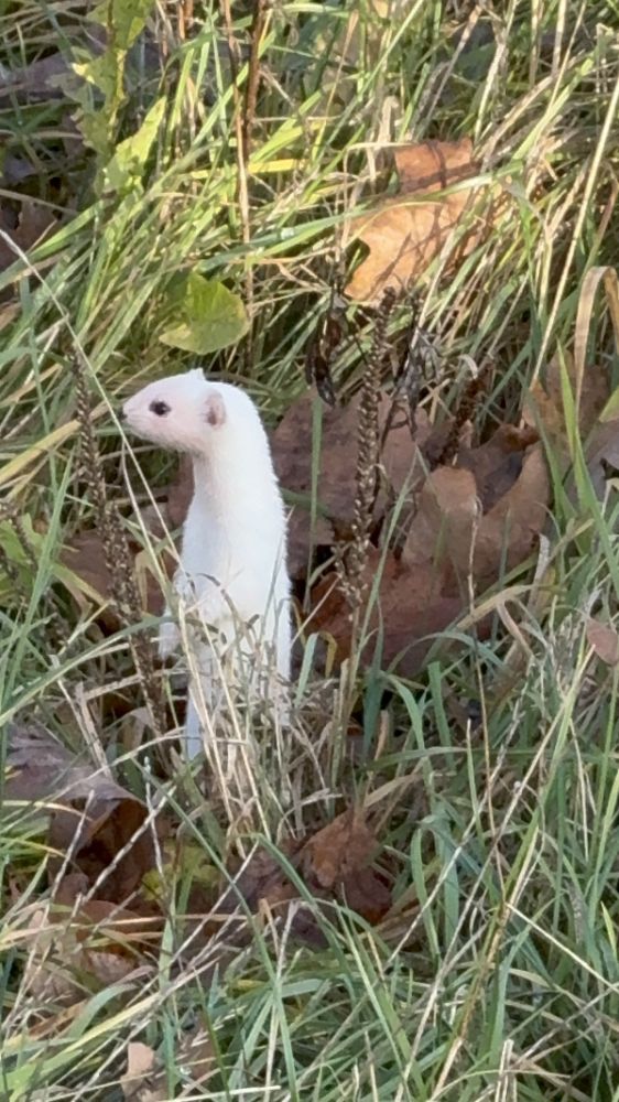 Nirk linnas | Looduskalender.ee