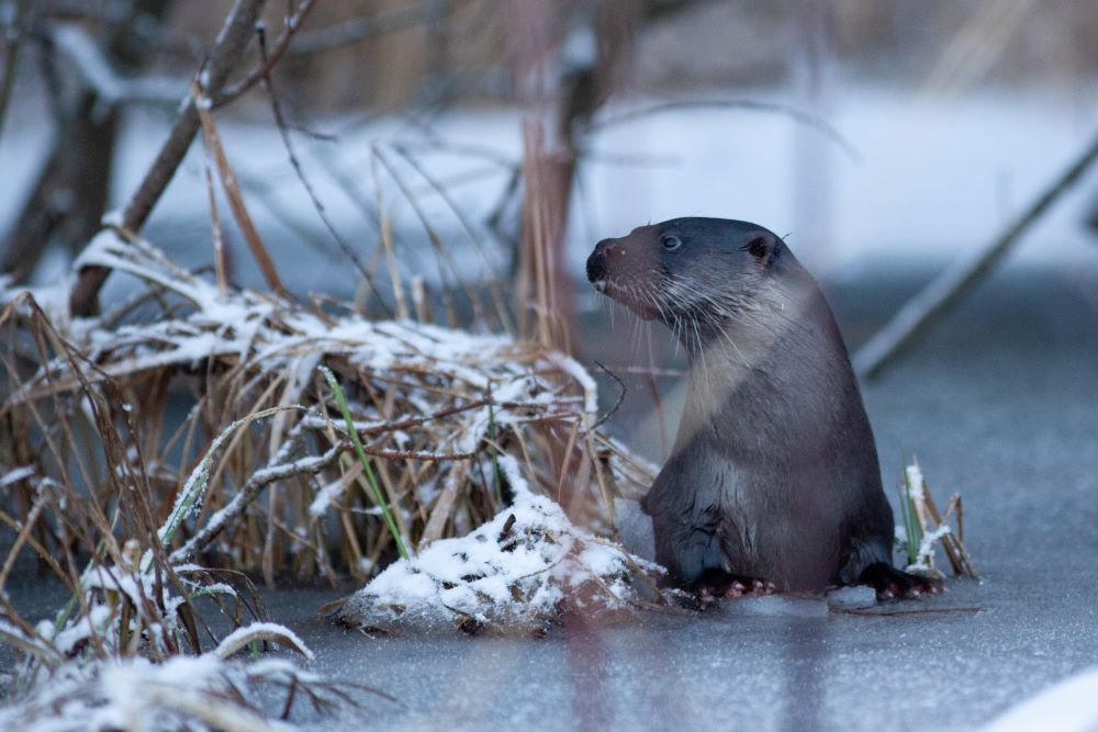 Galerii: aasta looma fotonäitus „Vetehunt – saarmas“ | Looduskalender.ee