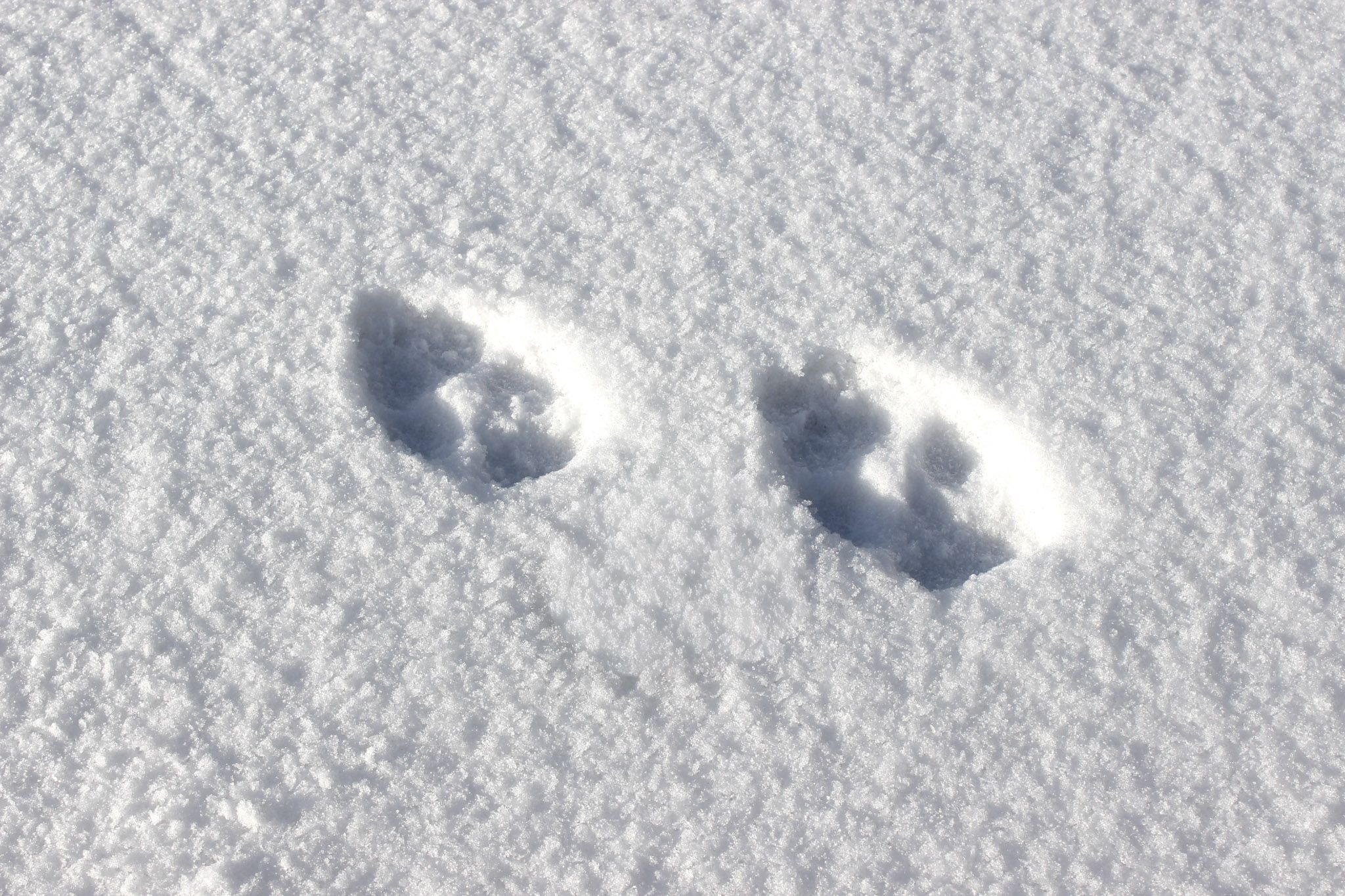 Soomaa rahvuspargis vähendati hundikarja | Looduskalender.ee
